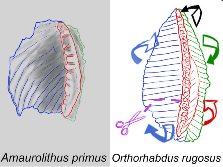 Origin of the ceratolith genus Amaurolithus – Messinian Alicante Group
